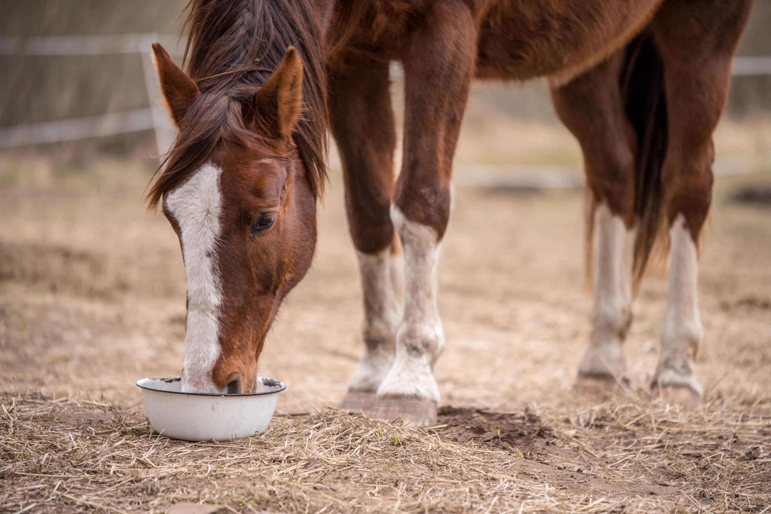 Qué comen los caballos: alimentación correcta para su salud y bienestar ...