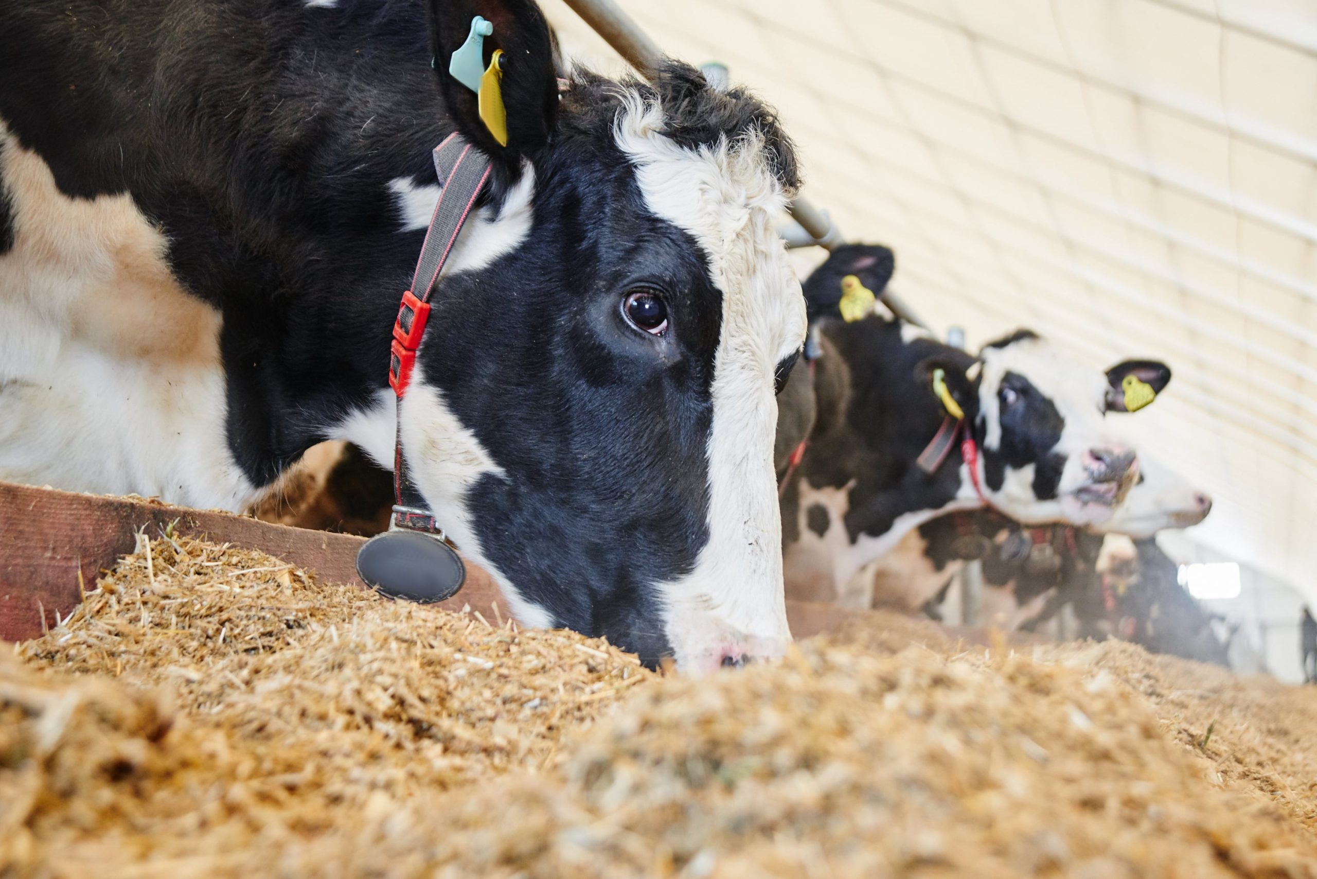 Qué comen las vacas: alimentación adecuada para una producción ...