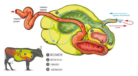 Acidosis ruminal en bovinos: Prevención y tratamiento a través de la ...