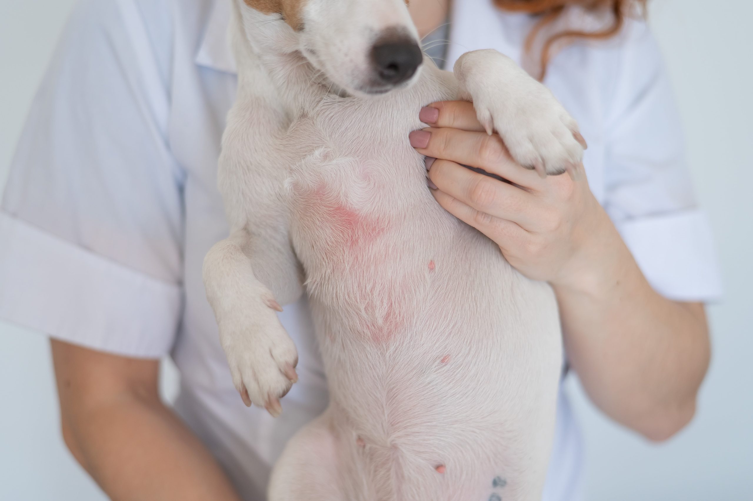 Dermatitis en perros: Mejorar la salud cutánea de tu mejor amigo ...
