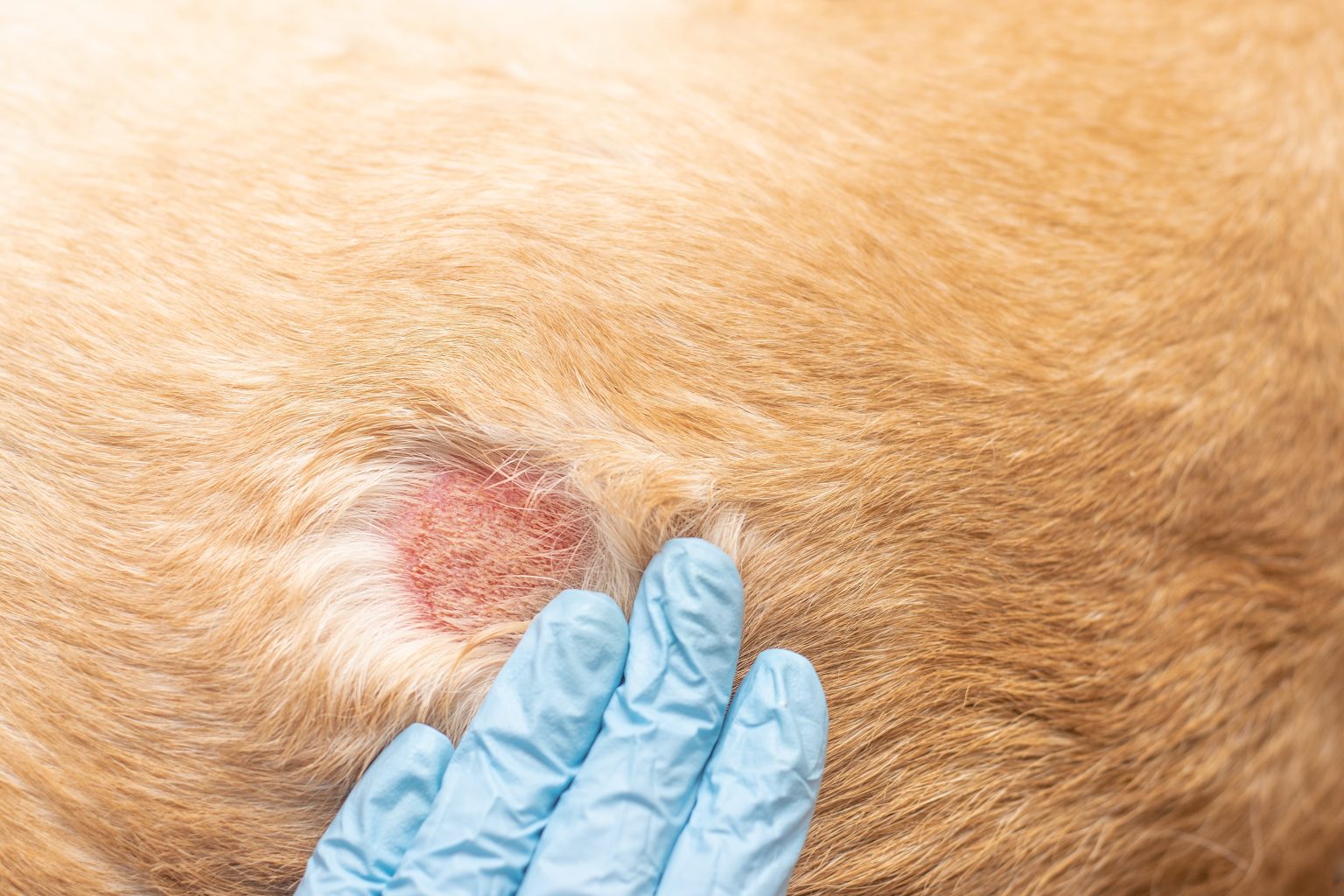 Dermatitis en perros: Mejorar la salud cutánea de tu mejor amigo ...