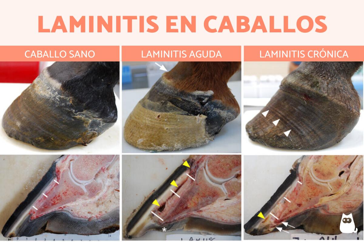 Laminitis en caballos: Cómo la alimentación puede marcar la diferencia ...