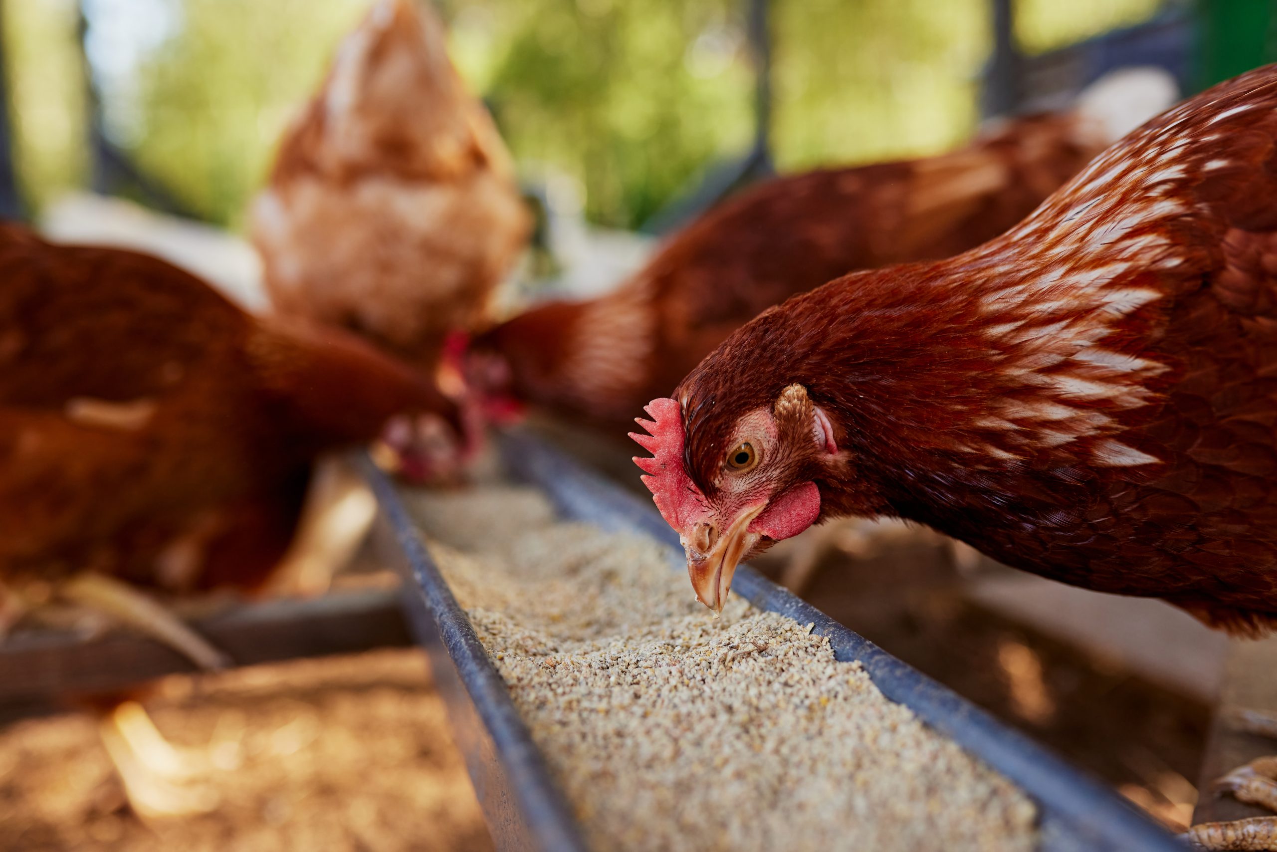 Pienso para gallinas ponedoras: Clave para una producción eficiente ...